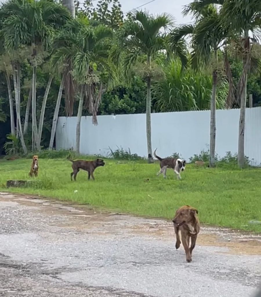 Meet Thalia Haseotes | Founder, Director of Cold Noses Foundation ...